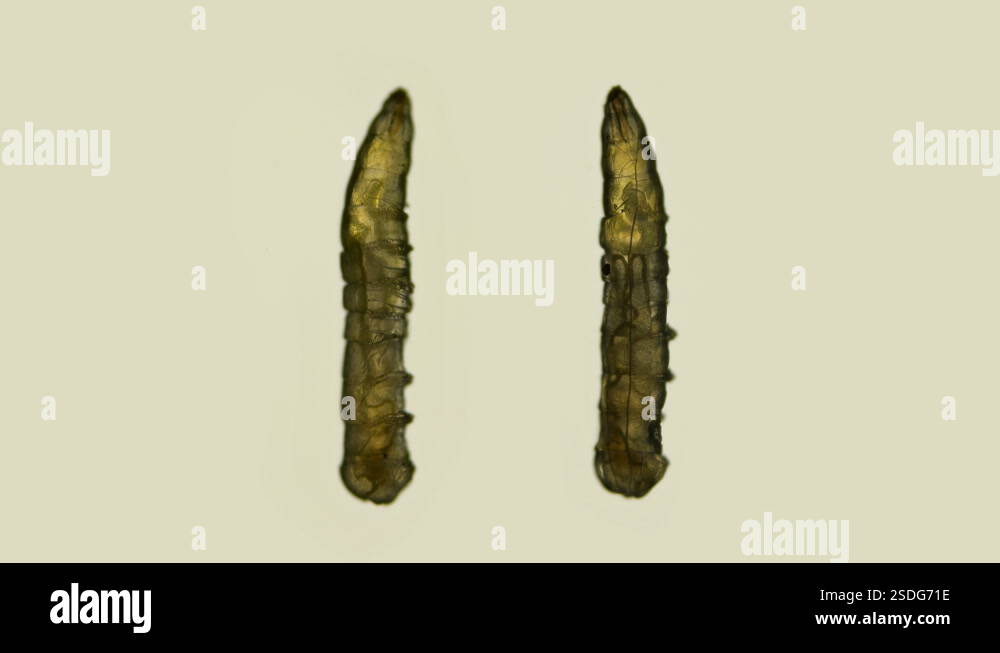 Worm-shaped larva under a microscope, order Diptera Stock Video Footage ...