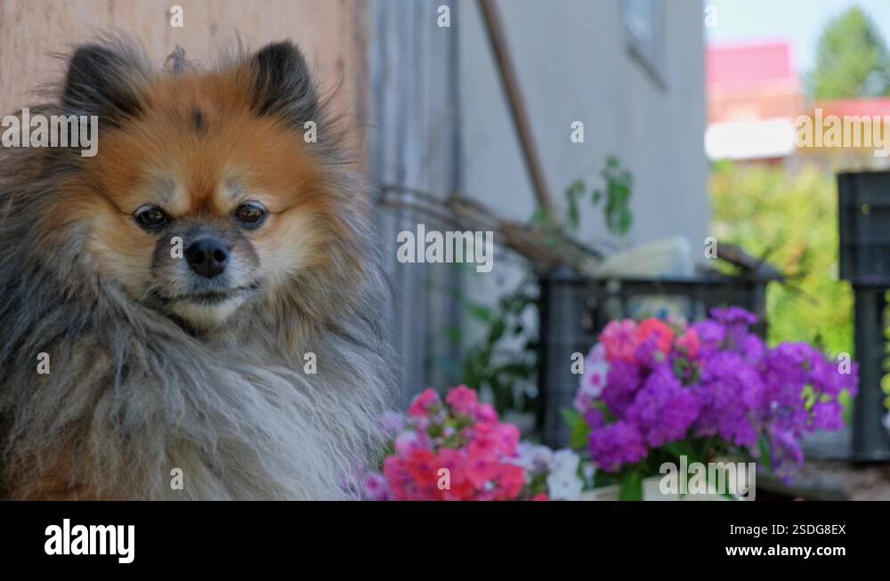 Close up of the face of a german orange-colored spitz Stock Video ...