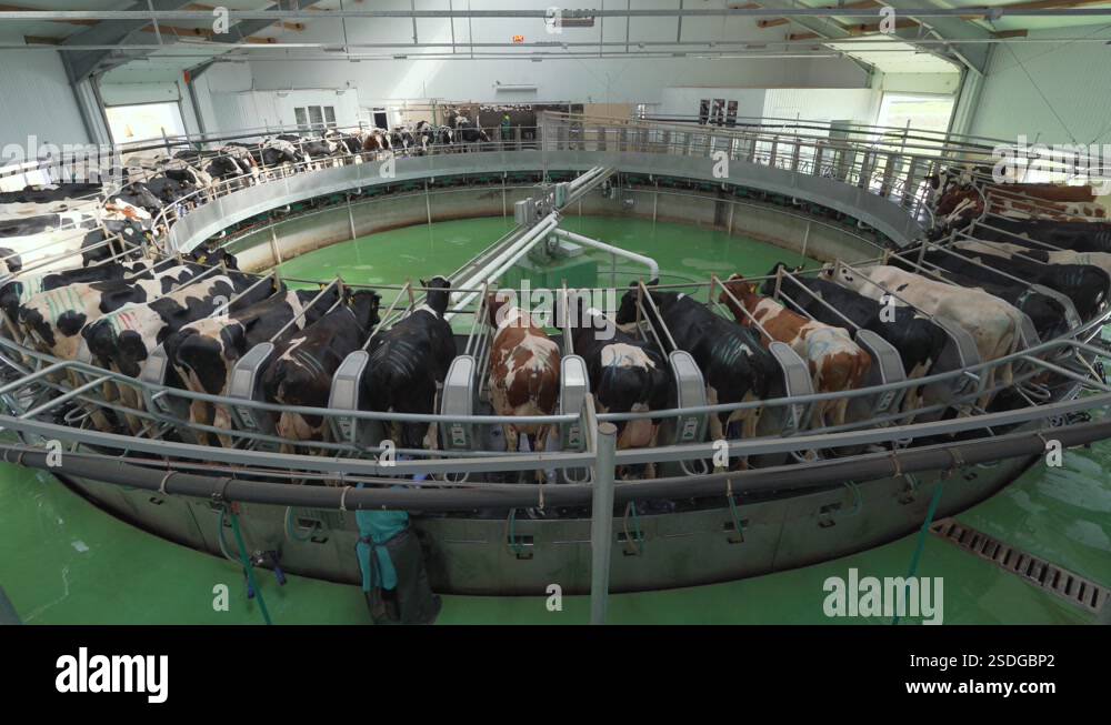 Cattle on rotary milking Stock Videos & Footage - HD and 4K Video Clips ...