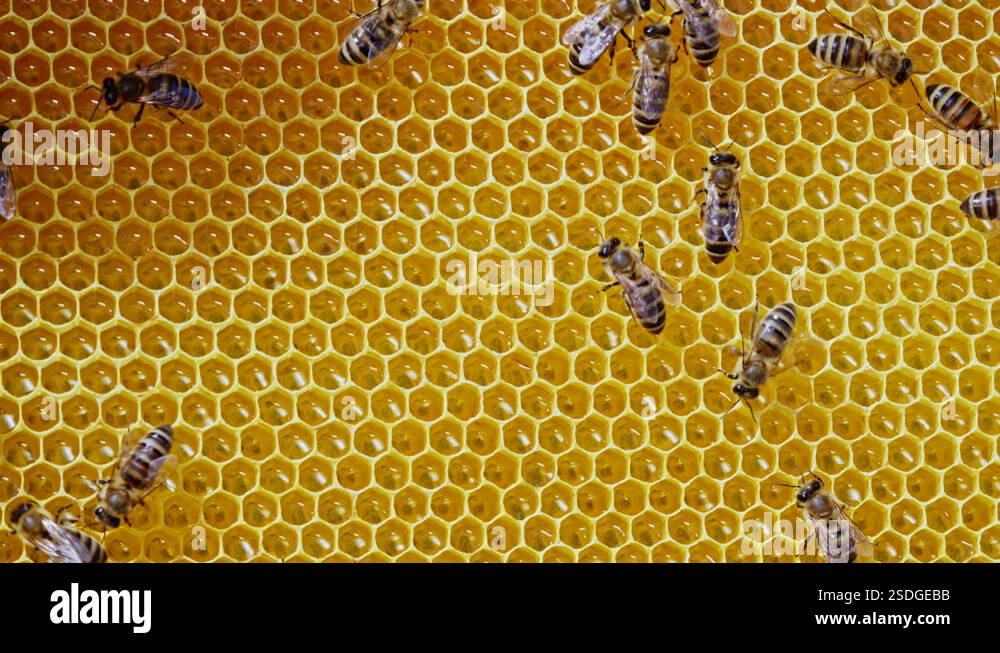 Bees family working on honeycomb in apiary. Life of apis mellifera in ...