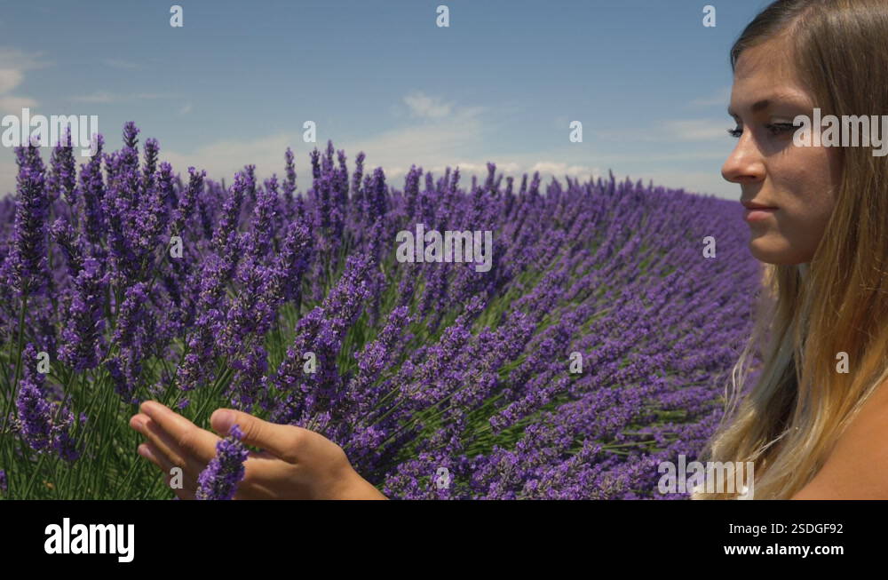 Very young lavender plants Stock Videos & Footage - HD and 4K Video ...