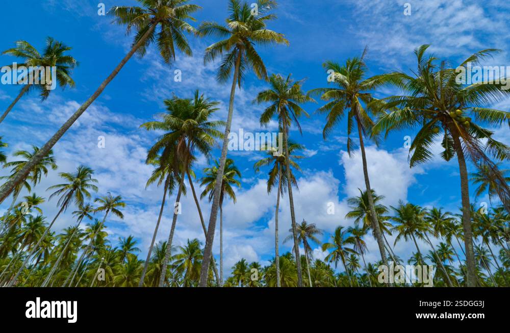 Static view time lapse coconut trees and moving clouds in Ultra HD (UHD ...