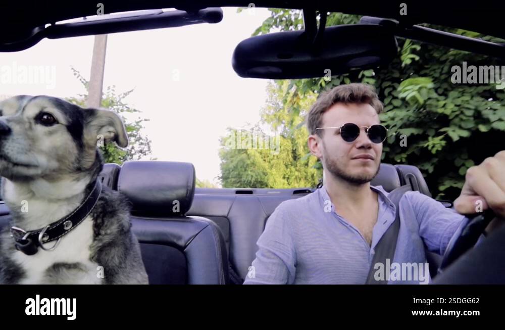 man with a dog rides a convertible on the road in summer Stock Video ...
