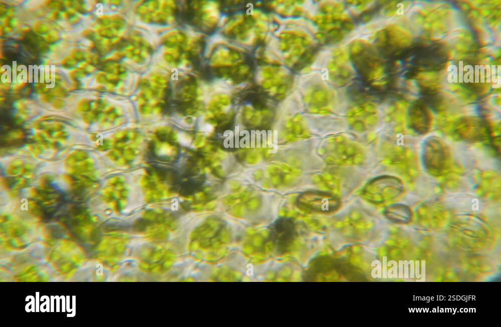 Chloroplast under a microscope. Cell division. Cell structure. Cell division Stock Video Footage ...