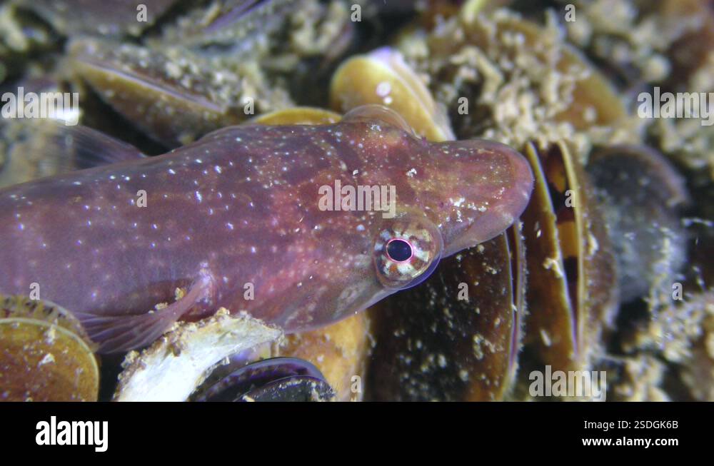 Connemarra clingfish (Lepadogaster candolii) turns its eyes, close-up ...