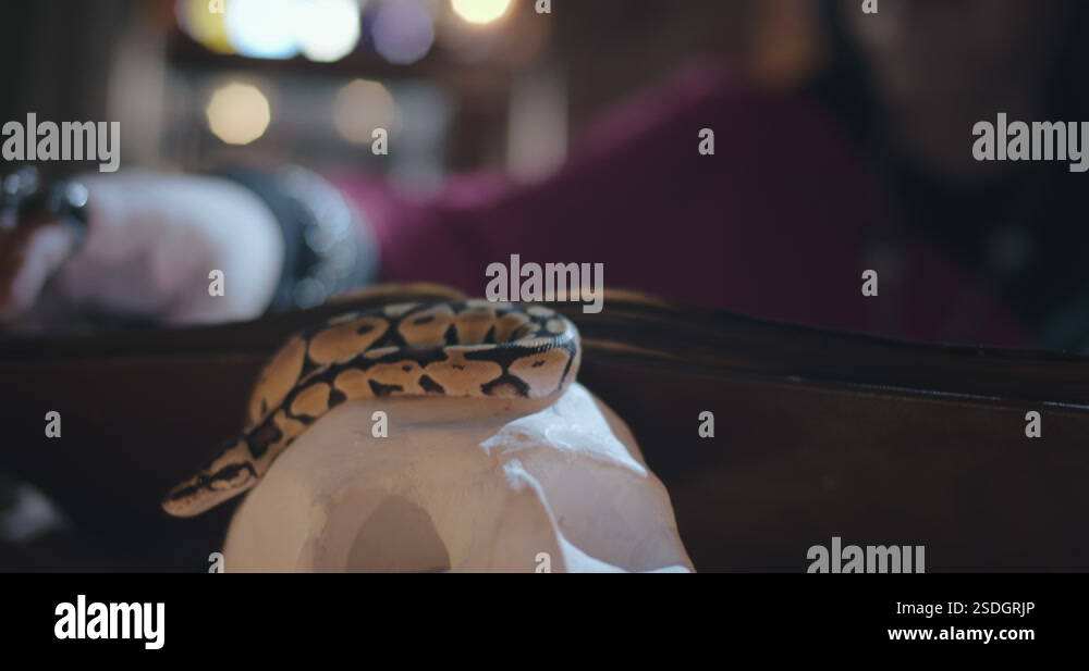 Book and snake Stock Videos & Footage - HD and 4K Video Clips - Alamy