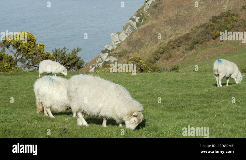 Sheep graze peacefully on grassy hillside above the sea in Devon ...