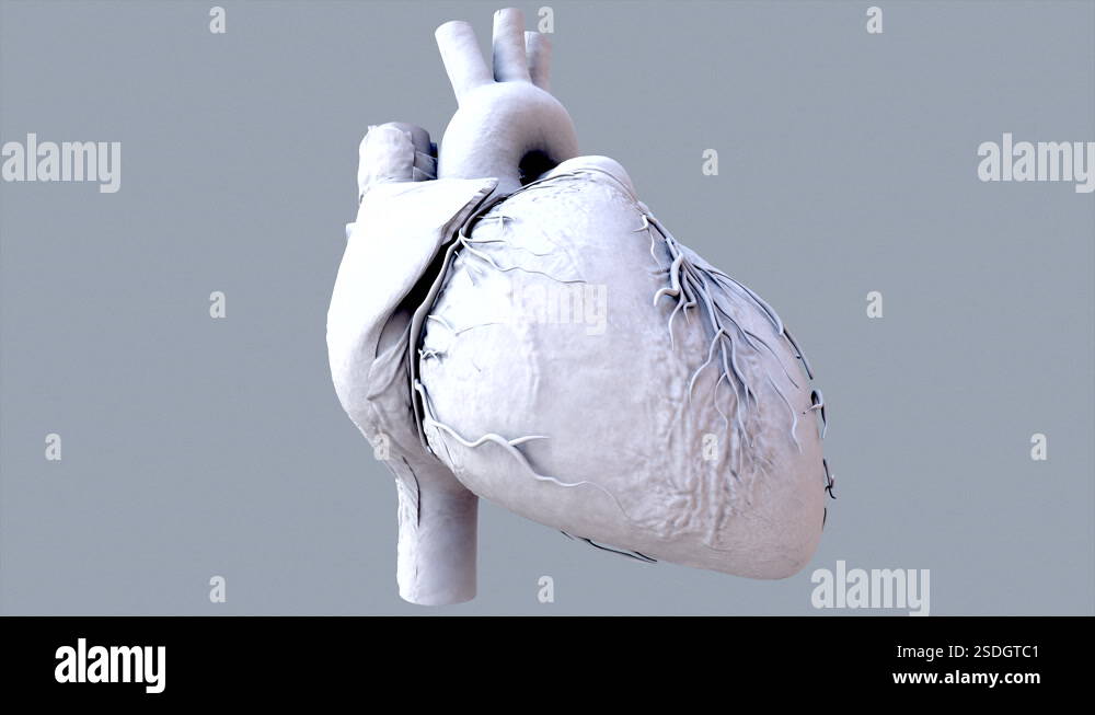 Human Heart beat Anatomy animation Stock Video Footage - Alamy