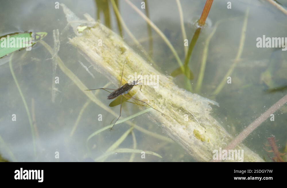 A hopping insect on top of the water in the swamp Stock Video Footage ...