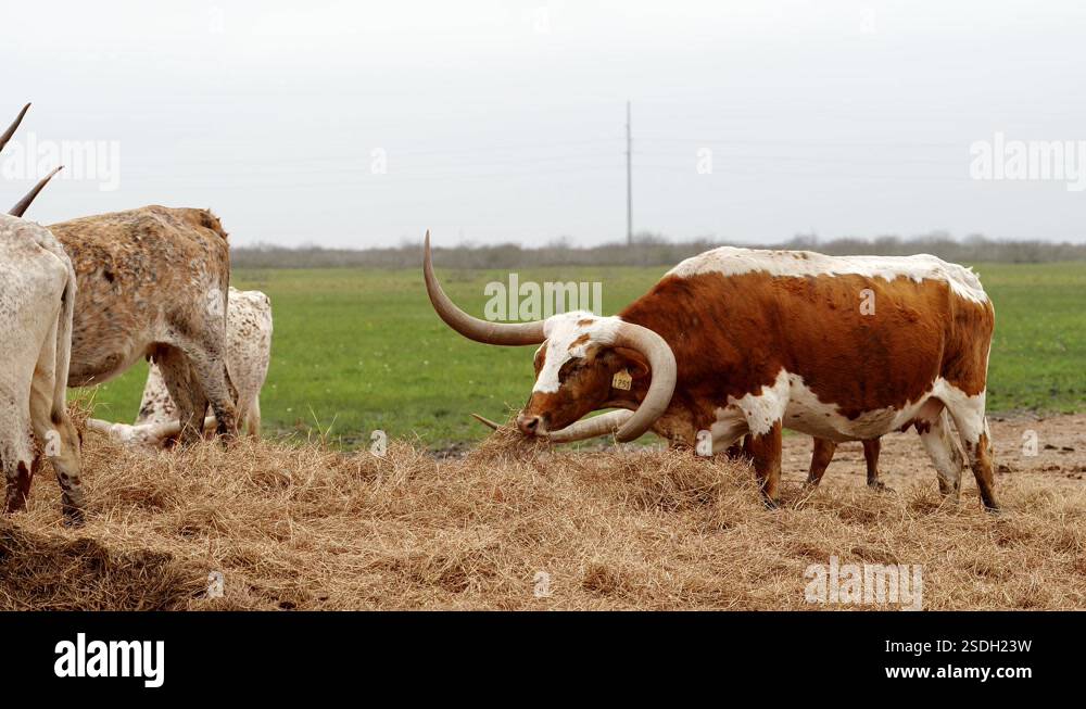 Texas Longhorn beef cattle cow with one deformed and broken horn eats ...