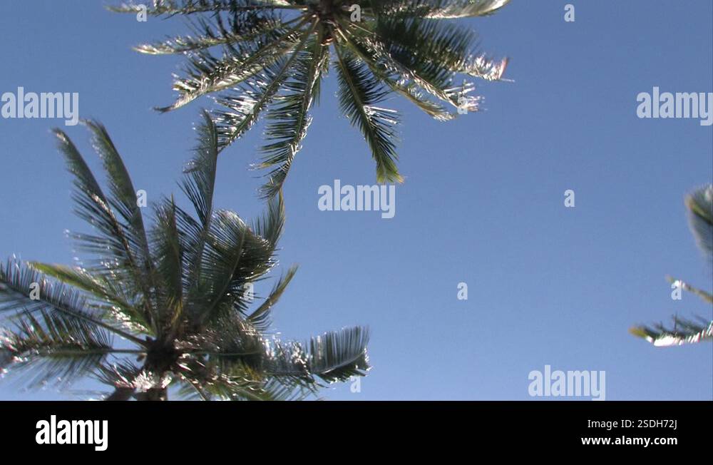 Palm tree look up tropical Stock Videos & Footage - HD and 4K Video ...