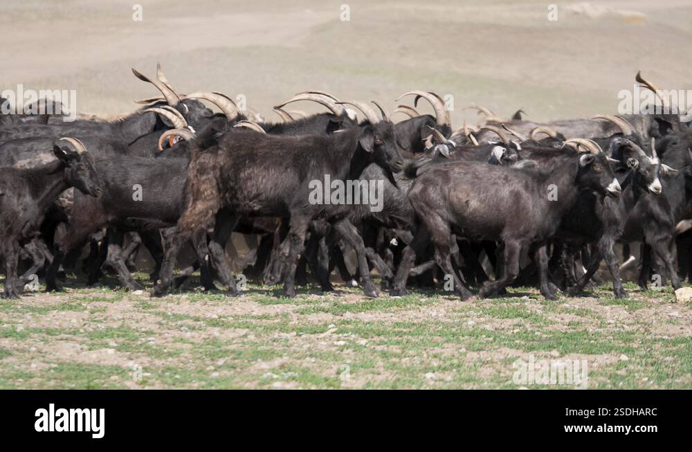 A herd of goats is being driven across the field. Rural animal husbandry. Goat Stock Video ...