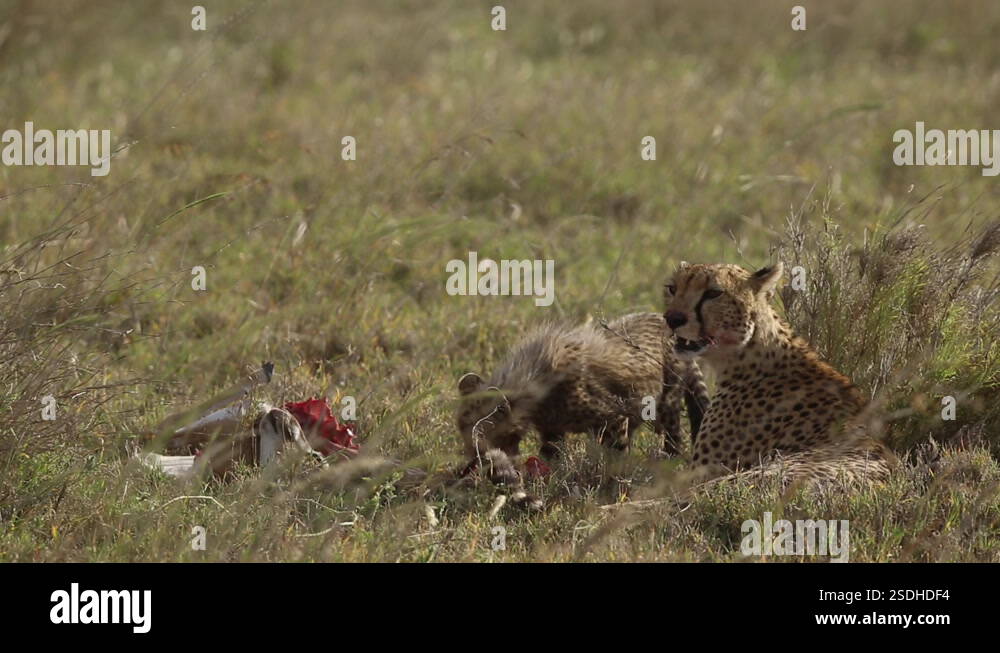 Cheetah and her cub near a hunted Gazelle, eating, resting, watching ...