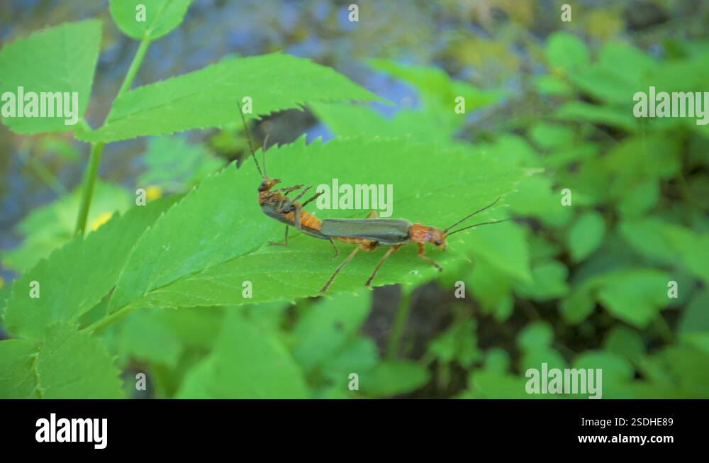Closer look of the two mating bugs on the leaf Stock Video Footage - Alamy