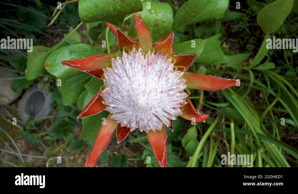 Budding flower Stock Videos & Footage - HD and 4K Video Clips - Alamy