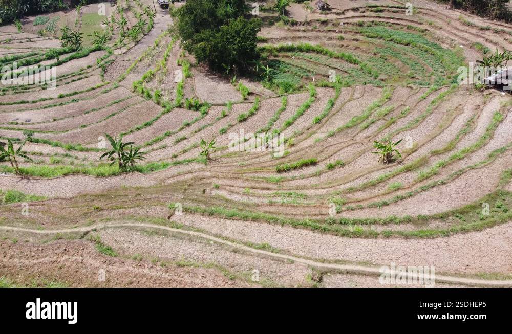 aerial footage of dry rice terraces Stock Video Footage - Alamy