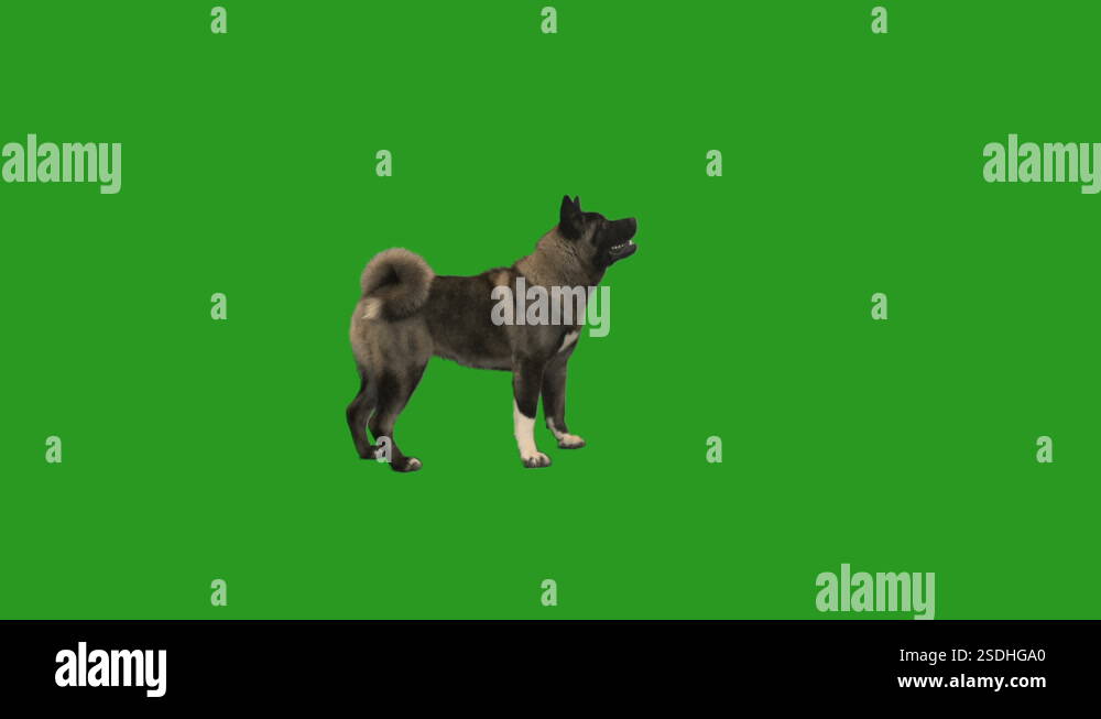dog stands on a green screen, side view Stock Video Footage - Alamy