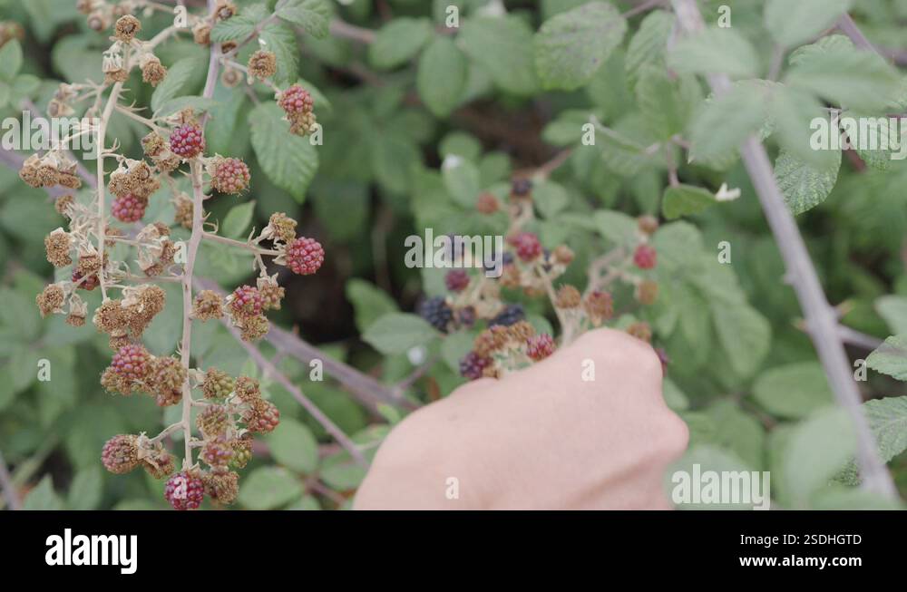 Detail of a woman's hands gathering wild blackberries in the field ...