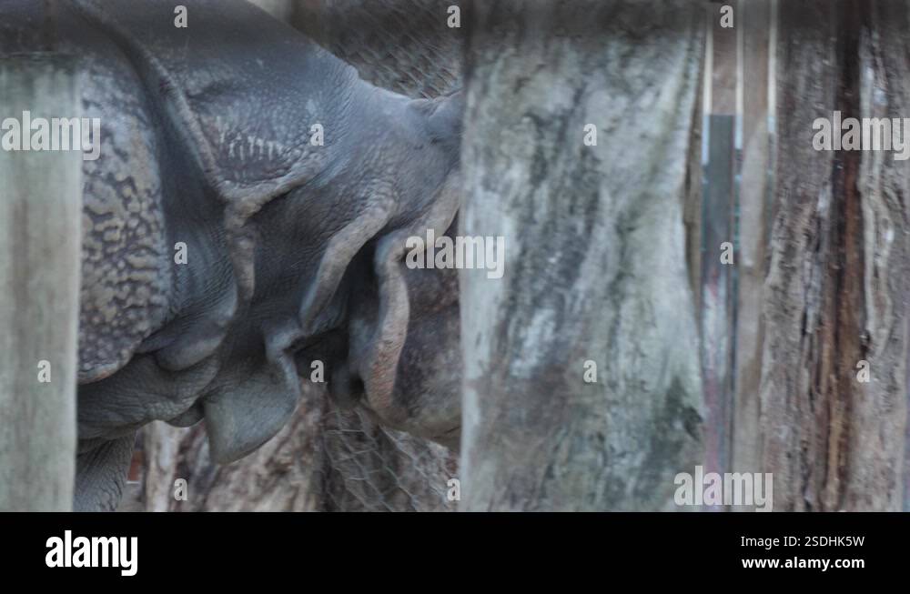 Zoo wildlife Stock Videos & Footage - HD and 4K Video Clips - Alamy
