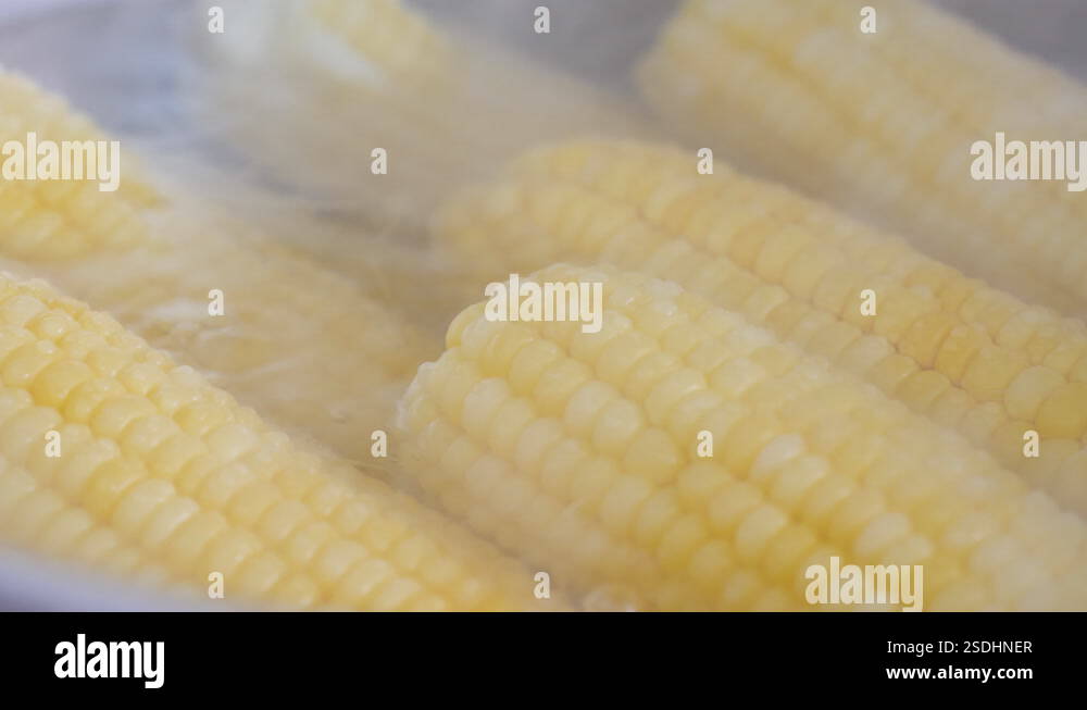 Sweet corn is boiled in a cauldron of boiling water. Water vapor builds ...