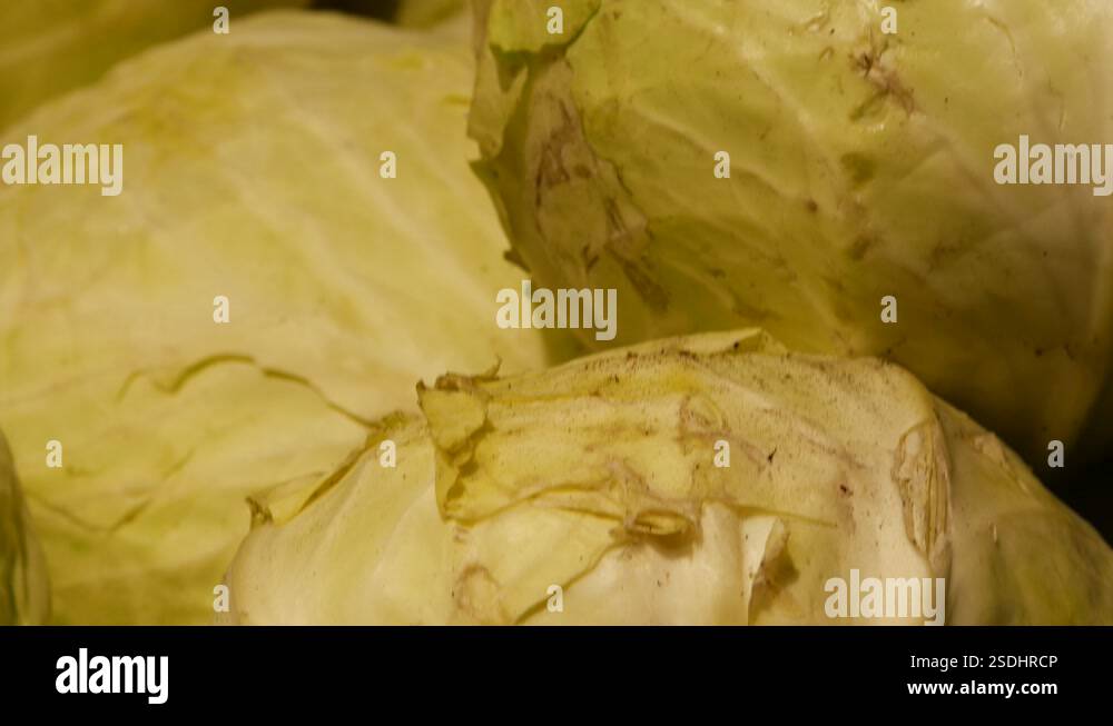 Cabbage heads are on the shelf in the supermarket. Young fresh white ...