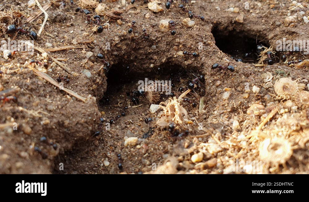 Inside the anthill Stock Videos & Footage - HD and 4K Video Clips - Alamy
