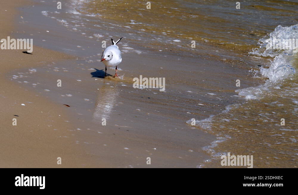 The seagull beats its paws on the sand, getting its food for small ...