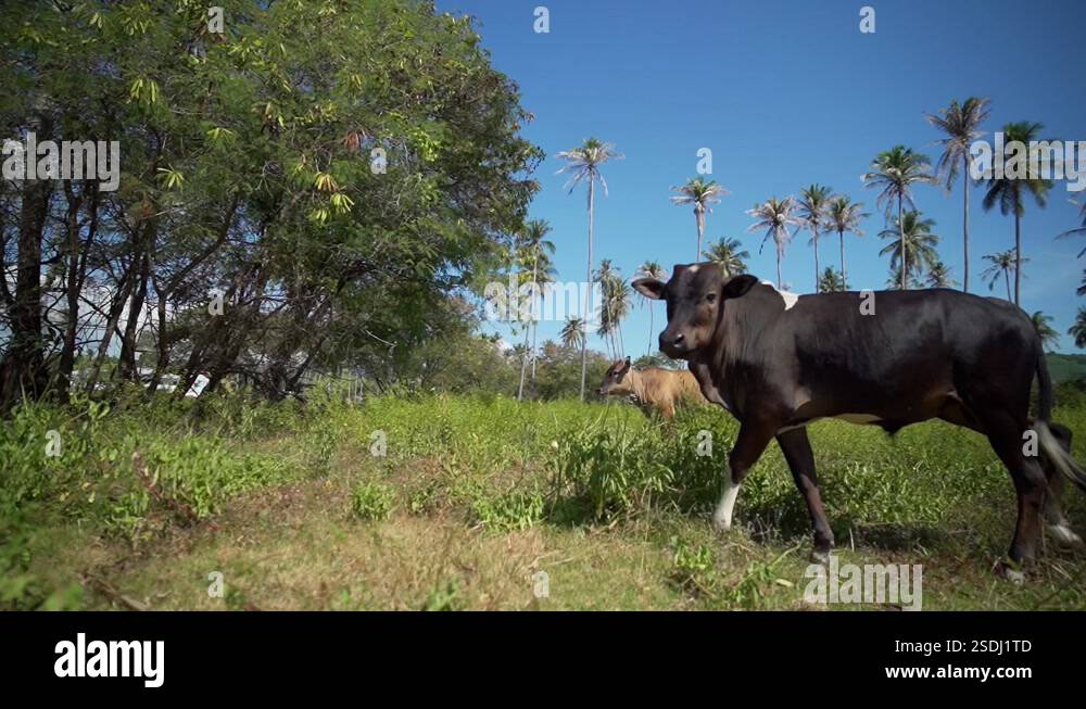 Cow in a palm tree forest in Koh Lanta old town, Ko Lanta Island, Phang ...