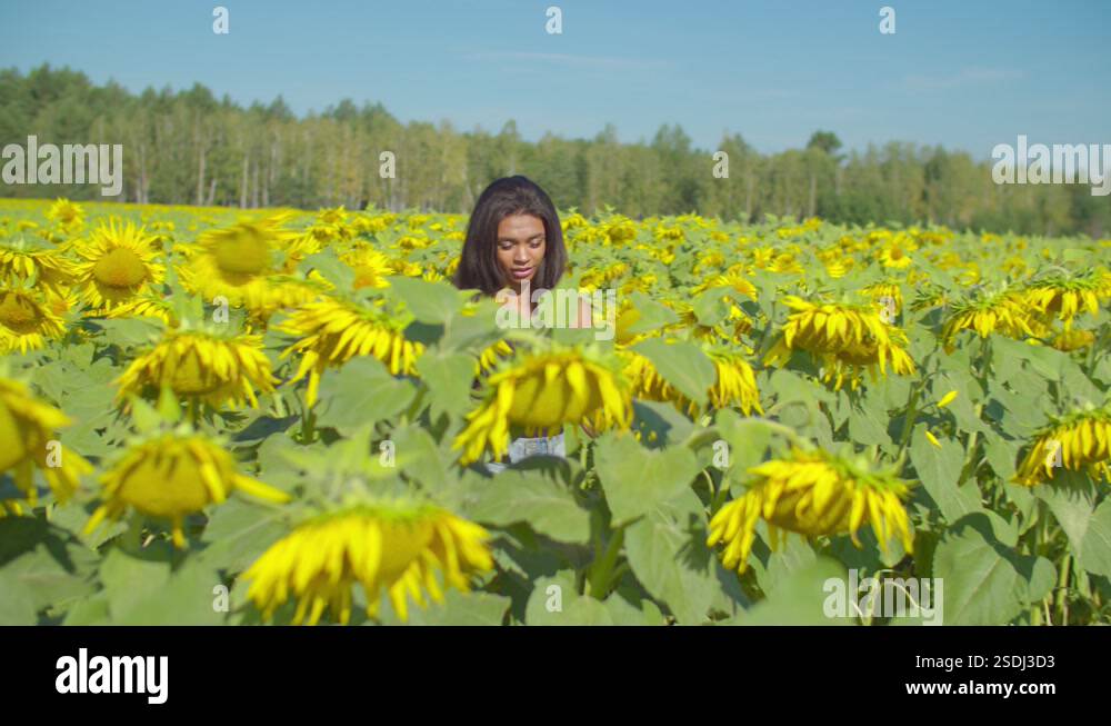 African sunflower Stock Videos & Footage - HD and 4K Video Clips - Alamy