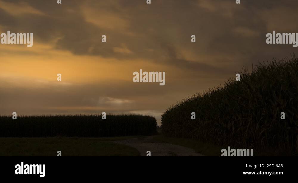 Moving time lapse corn field Stock Videos & Footage - HD and 4K Video ...