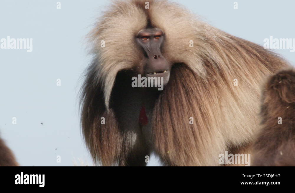 Gelada monkey showing dominance ethiopia Stock Videos & Footage - HD ...