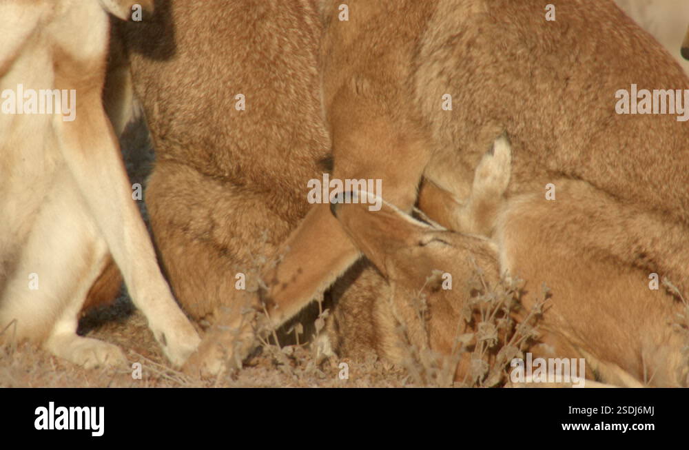 Ethiopian wolves bonding together, Ethiopia Stock Video Footage - Alamy