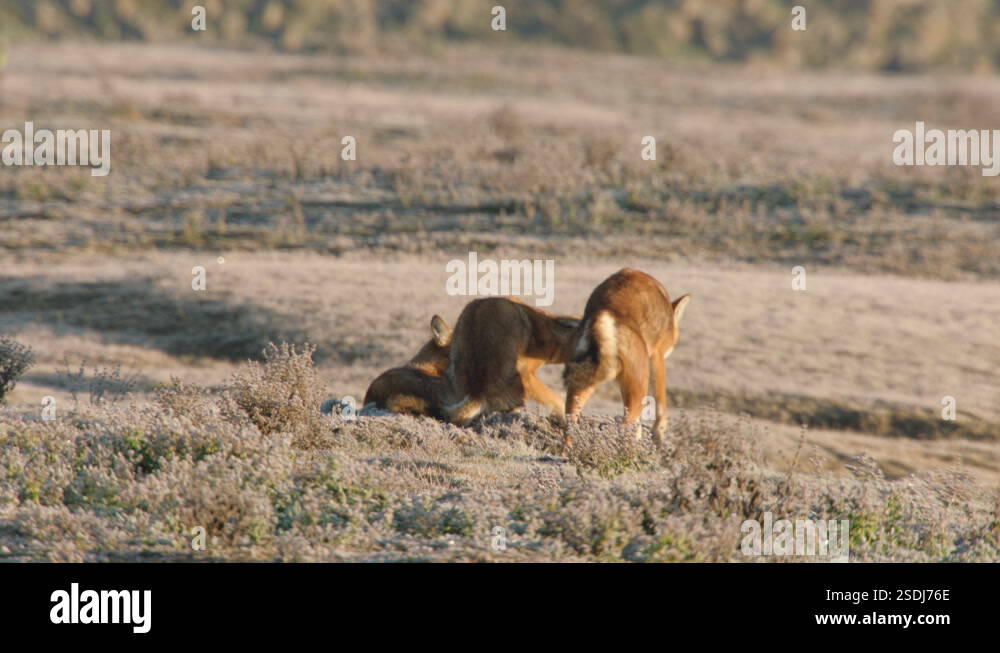 Ethiopian wolves bonding together, Ethiopia Stock Video Footage - Alamy