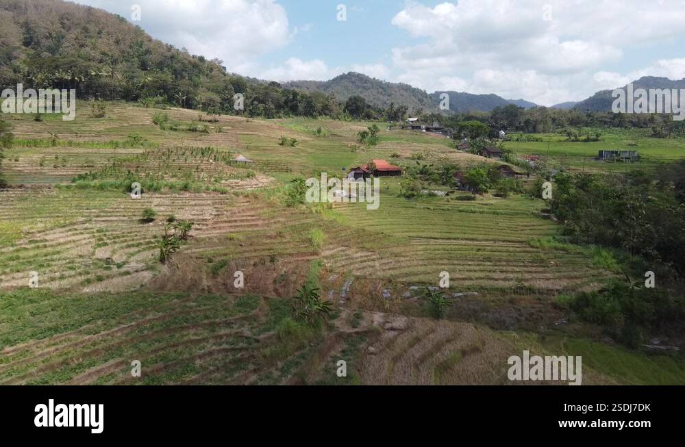 aerial footage of dry rice fields in Nanggulan Kulon Progo Stock Video ...