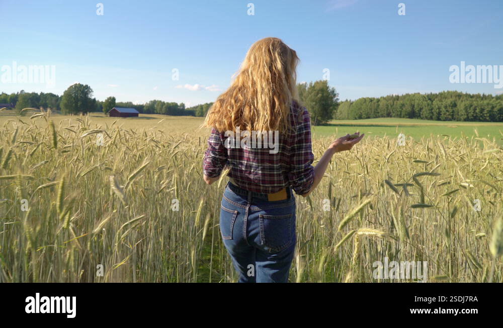 Country girl with golden hair wearing a checked shirt walking in rye ...