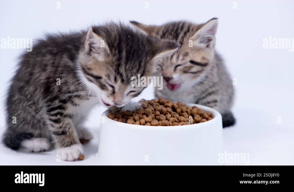 4k Close up two striped kittens eating fresh dry cat food for small ...