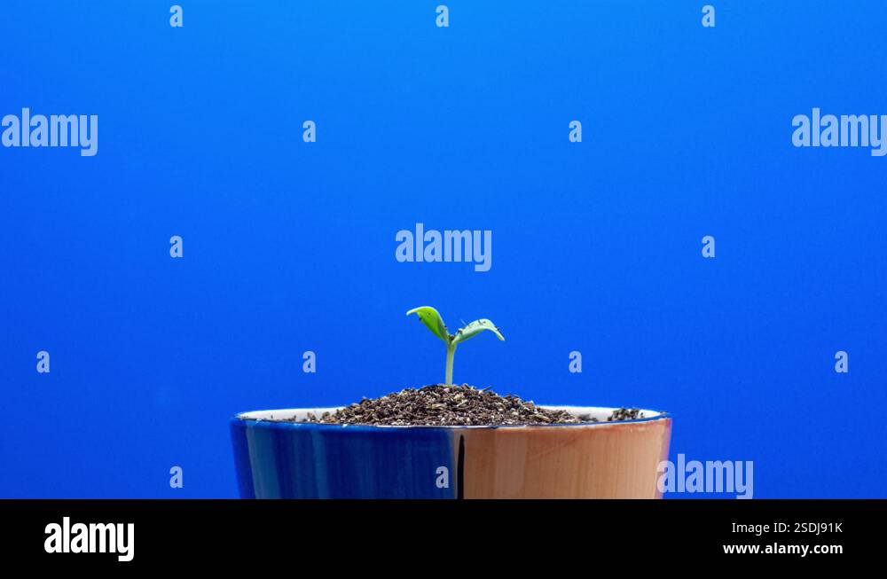 Plant growth time lapse Stock Videos & Footage - HD and 4K Video Clips ...