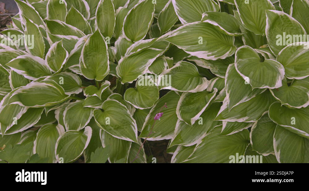 White hosta leaves Stock Videos & Footage - HD and 4K Video Clips - Alamy
