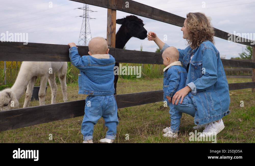 Family day at the farm. Young mom showing her twin babies alpacas. All ...