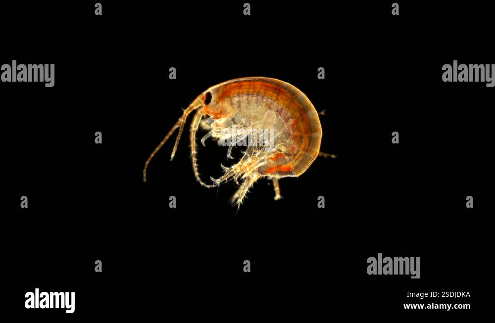 Endemic species research Stock Videos & Footage - HD and 4K Video Clips ...