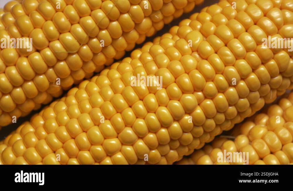 Close-up corn rotates. Freshly cooked yellow cooked sweet corn cob ...