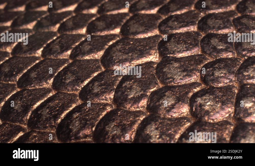 Animal leather texture Stock Videos & Footage - HD and 4K Video Clips ...