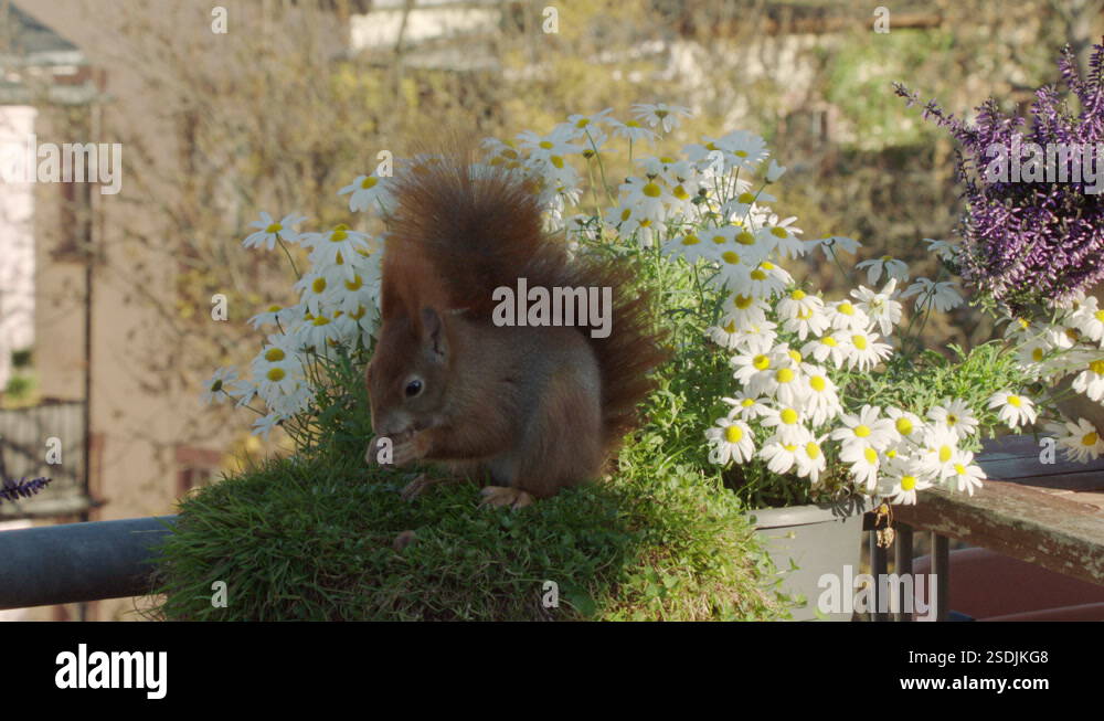 Plant feeding animals Stock Videos & Footage - HD and 4K Video Clips ...