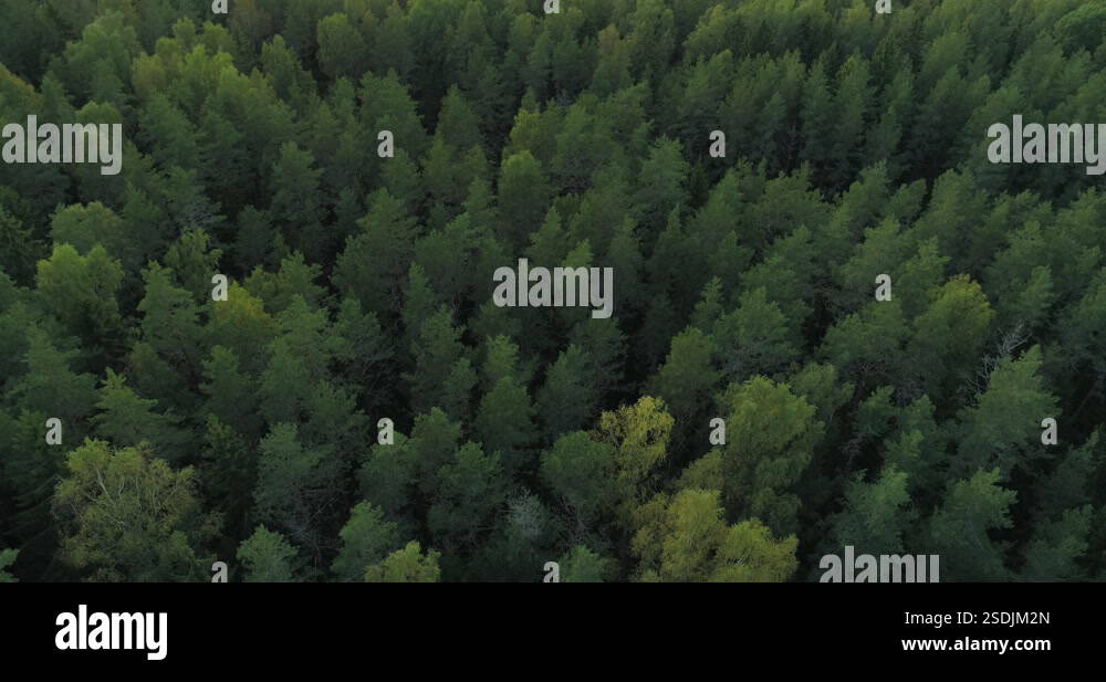 Wild green forest aerial view descending drone shot Stock Video Footage ...