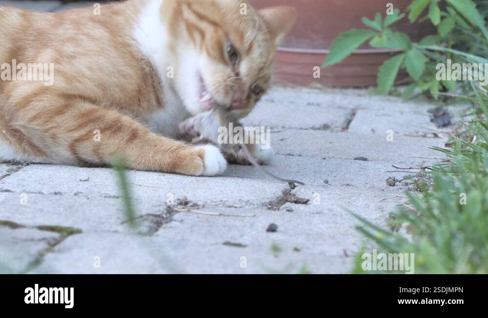 Ginger Cat Tears Apart Dead Mice, Preparing To Eat It, Cruel Stock ...