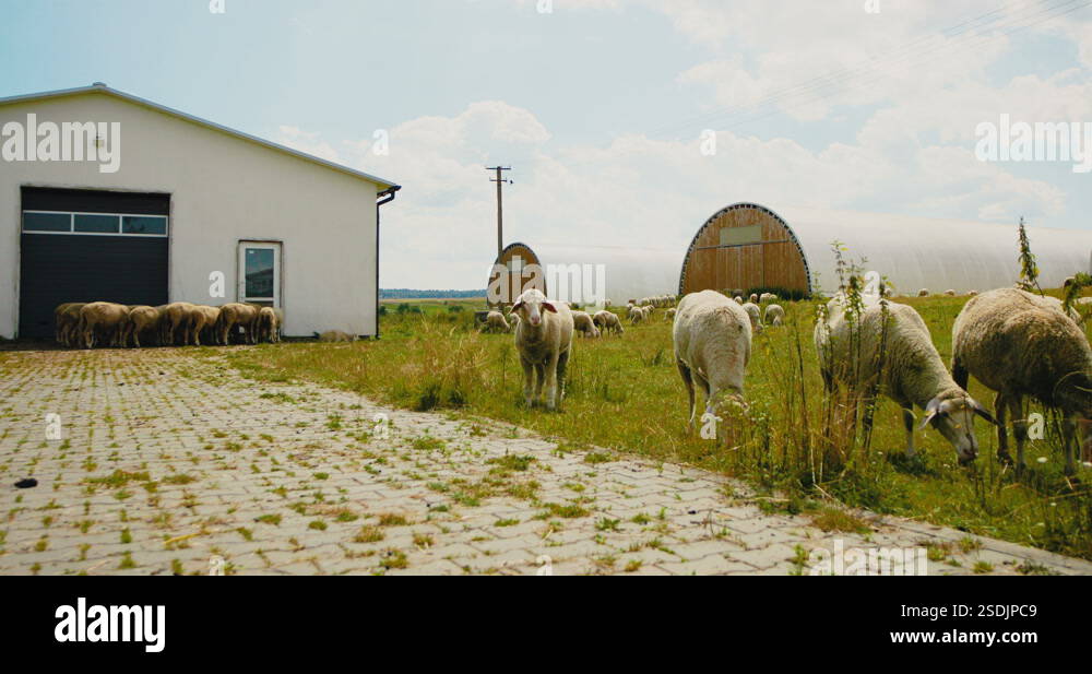 Sheep flock outdoor grazing at sheds and hangars on nice sunny summer ...