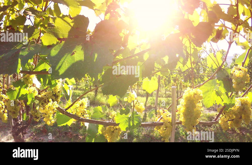 Rows of golden muscat grapes in the backlight of the rays of in the ...