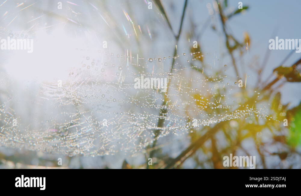 Dew on sky Stock Videos & Footage - HD and 4K Video Clips - Alamy