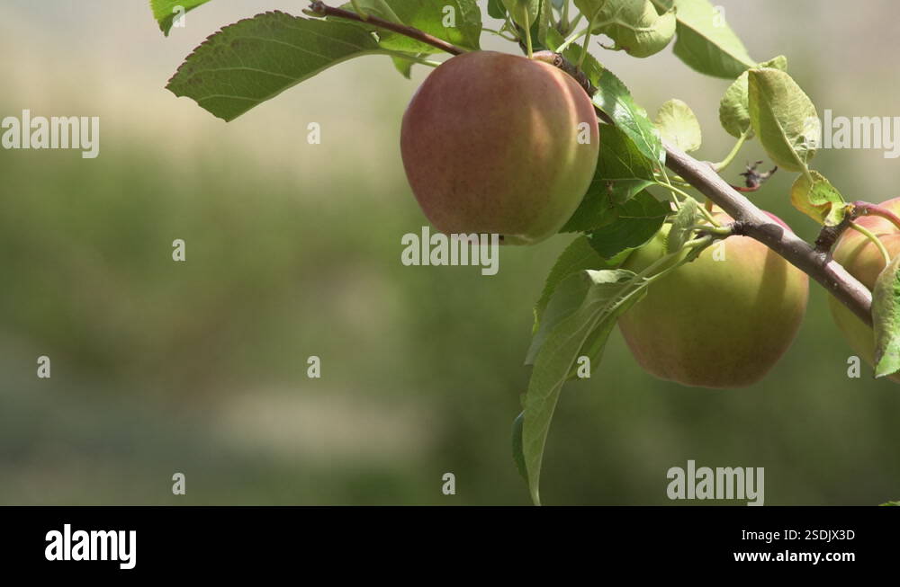 Apples on apple tree, Mustang, Nepal Stock Video Footage - Alamy