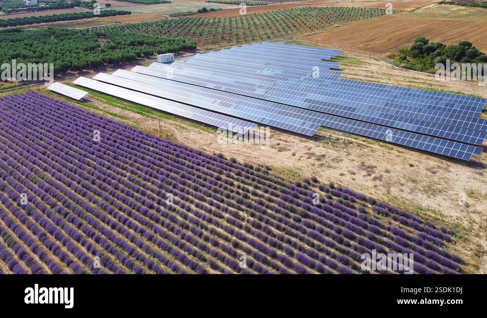 Lavender plantation with lavender blooming and solar panels power ...